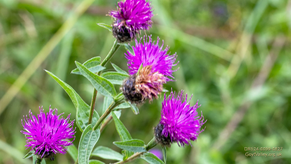 Goyt Valley and thereabouts