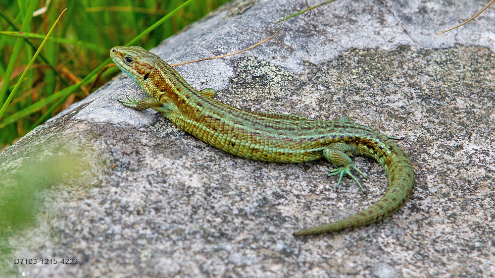 Goyt Valley and thereabouts Lizards