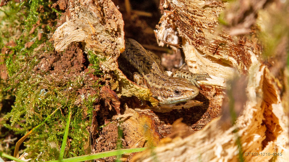 Goyt Valley and thereabouts Lizards